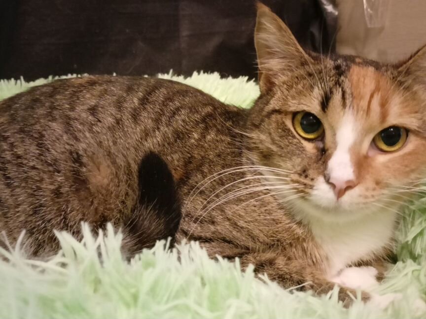 Кошечка Шурочка