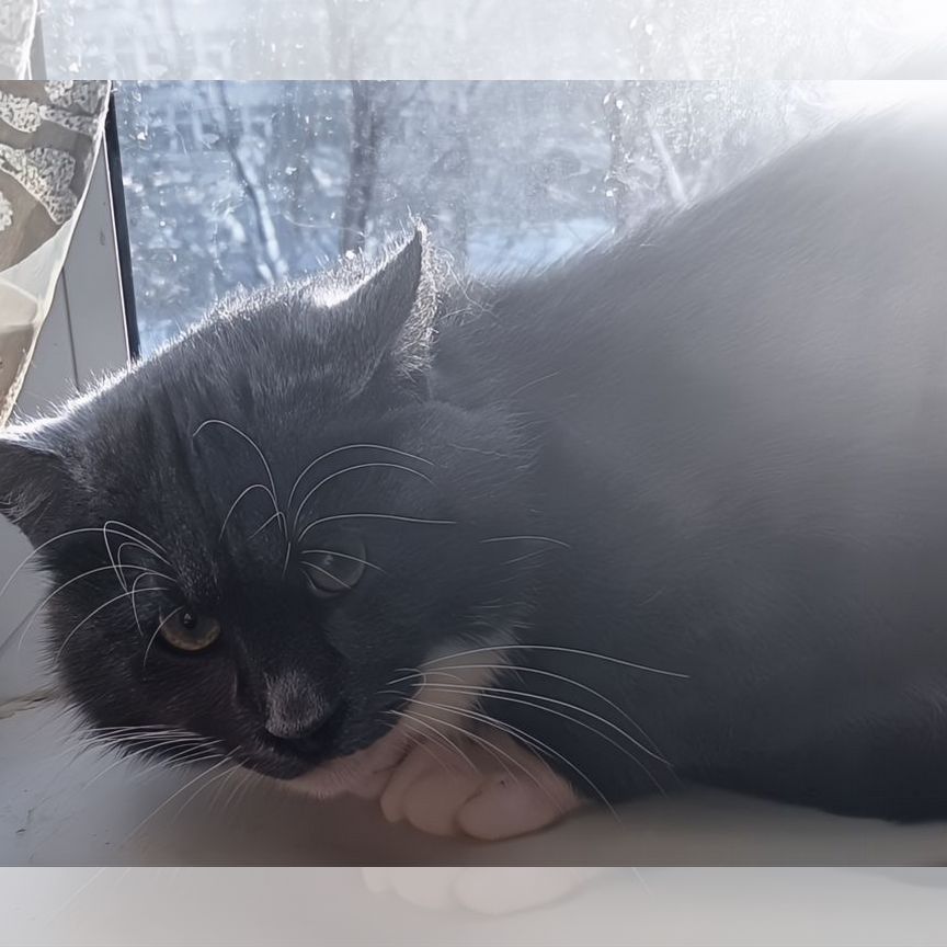 Взрослый кот от частного владельца