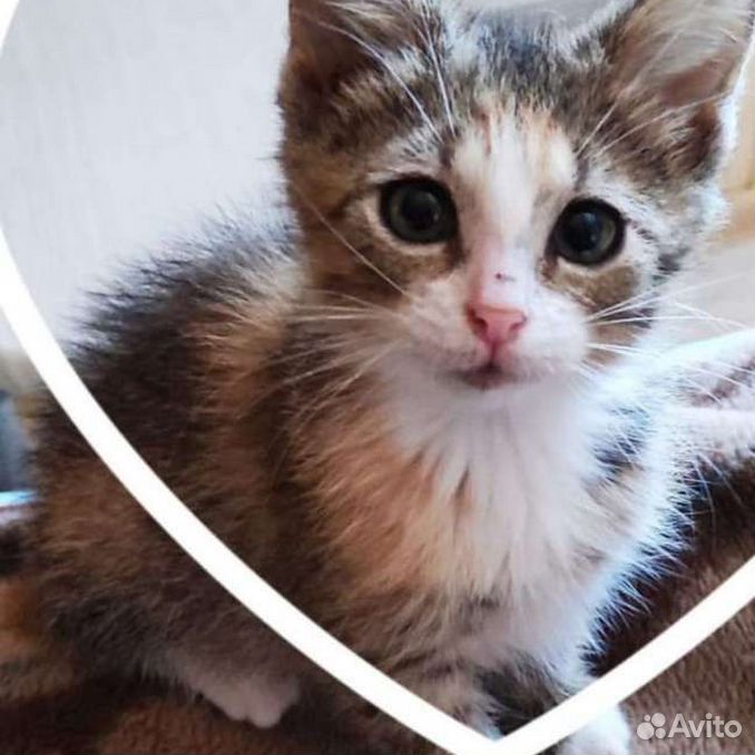 Трехцветка в добрые руки