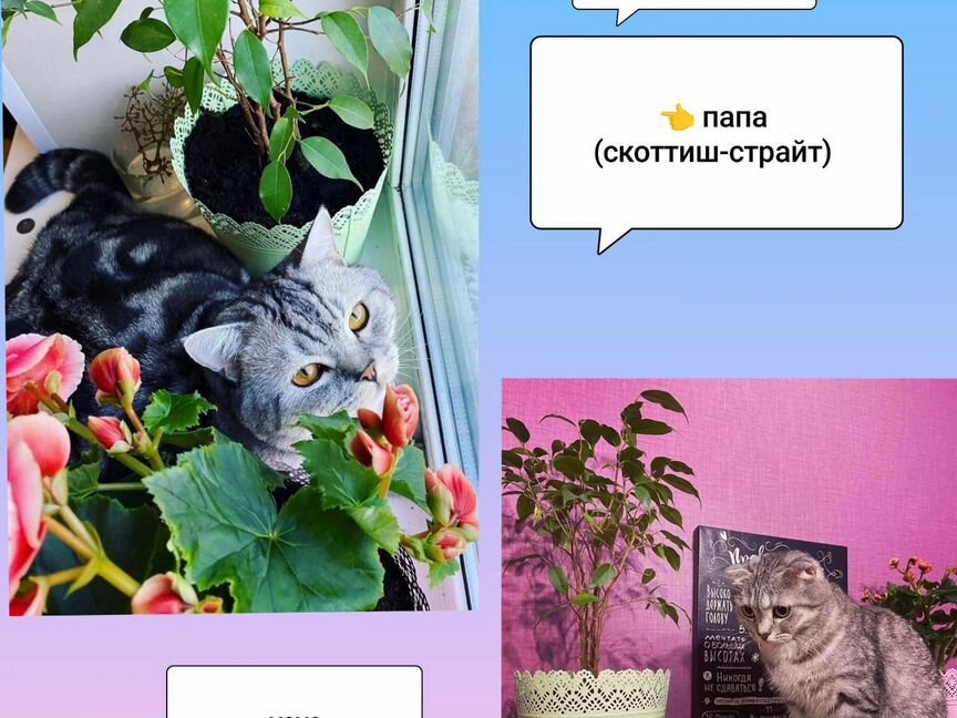Вислоухая девочка +доставка/лучшие котята