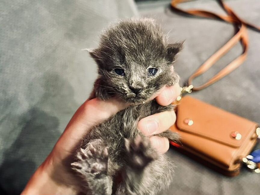 Котенок на ручном вскармливание