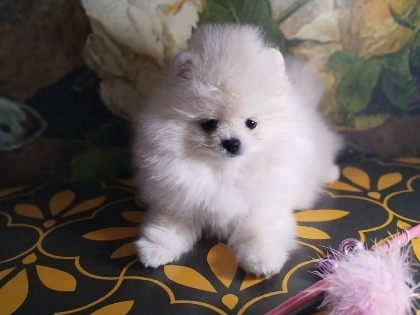 Мини девочка померанский шпиц