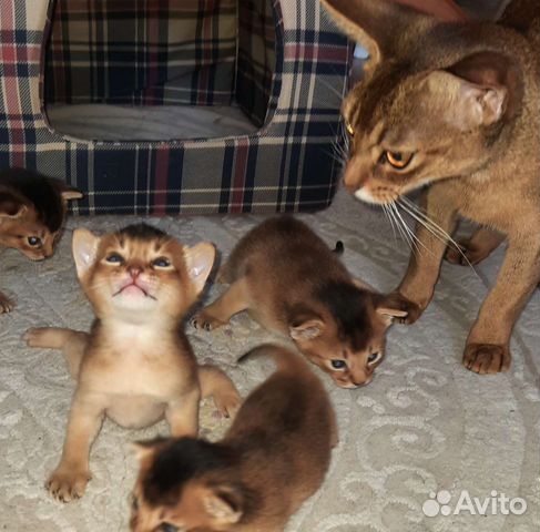 Абиссинская