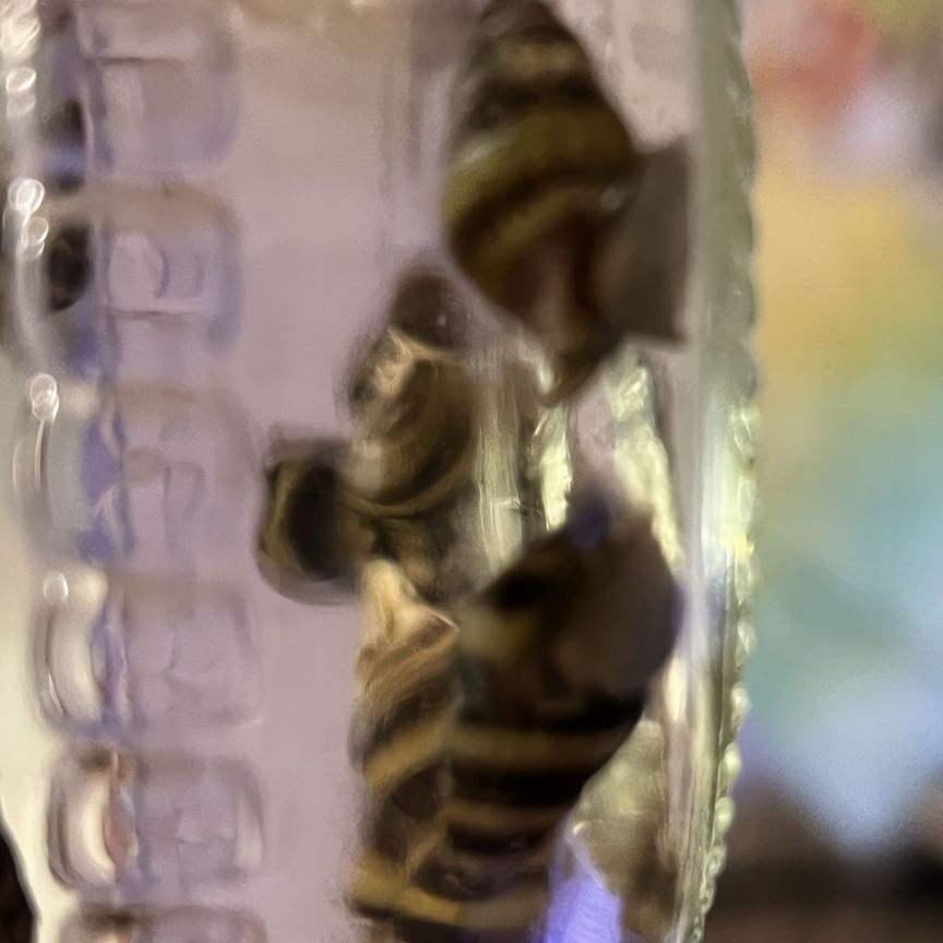 Улитка хелена