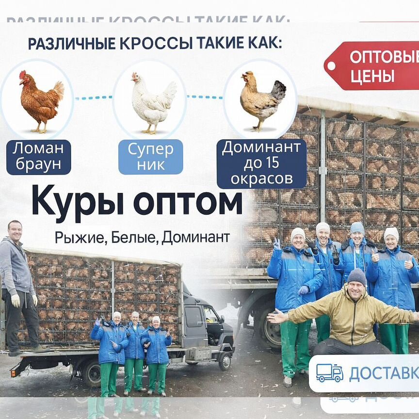 Куры молодки несушки