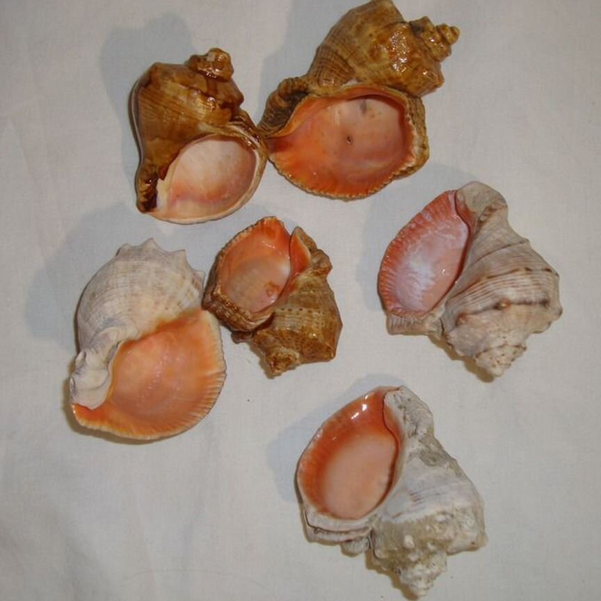 Ракушка рапана 6 штук одним лотом