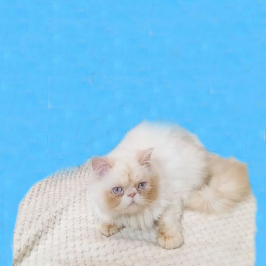 Персидские котята