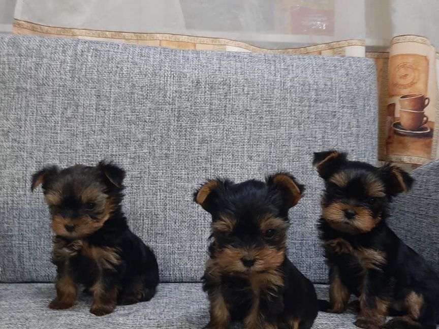 Йоркширский терьер мини беби фейс щенки