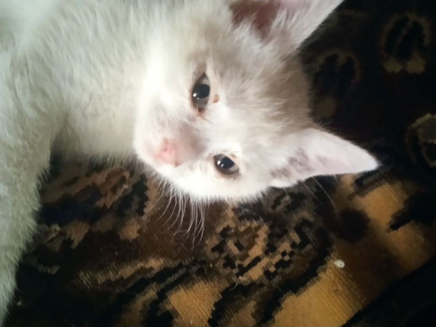 Котятам нужен дом