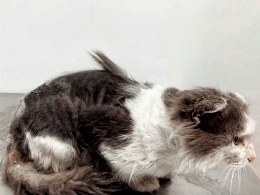 Кот в добрые руки