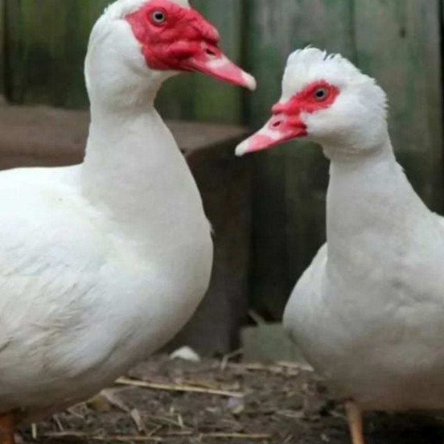 Мускусные утки на племя