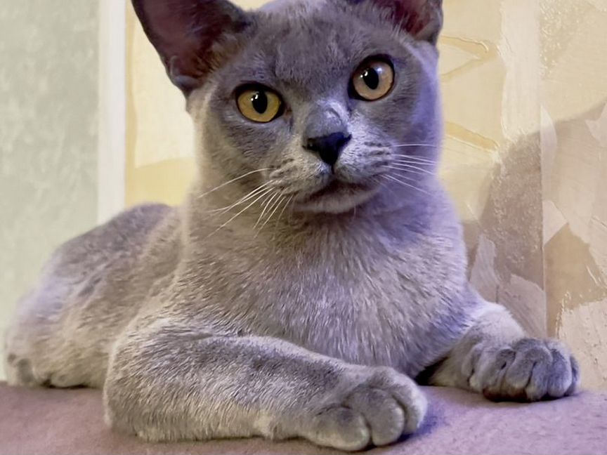 Бурманский котенок