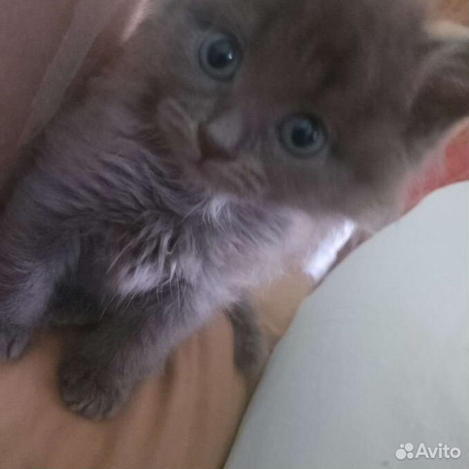 Котоки, Мам Британка, отец Майкун