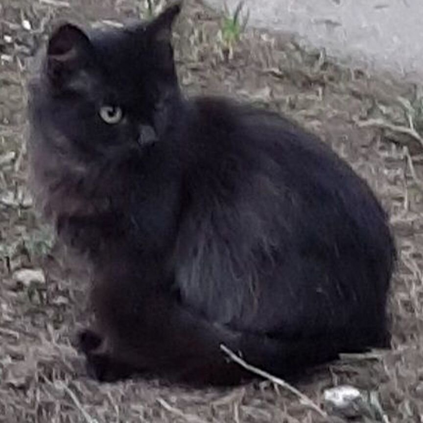 Котенок в добрые руки