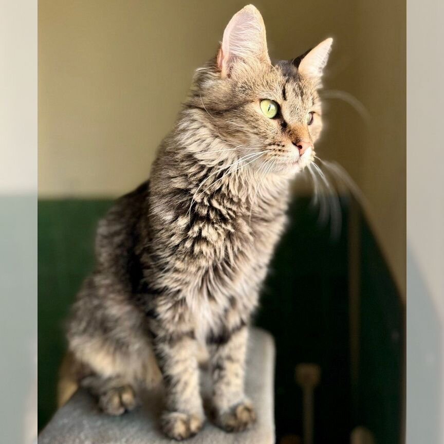 Молоденький котик ждет своего человека