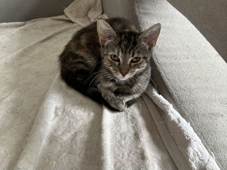Котёнок девочка Кнопка