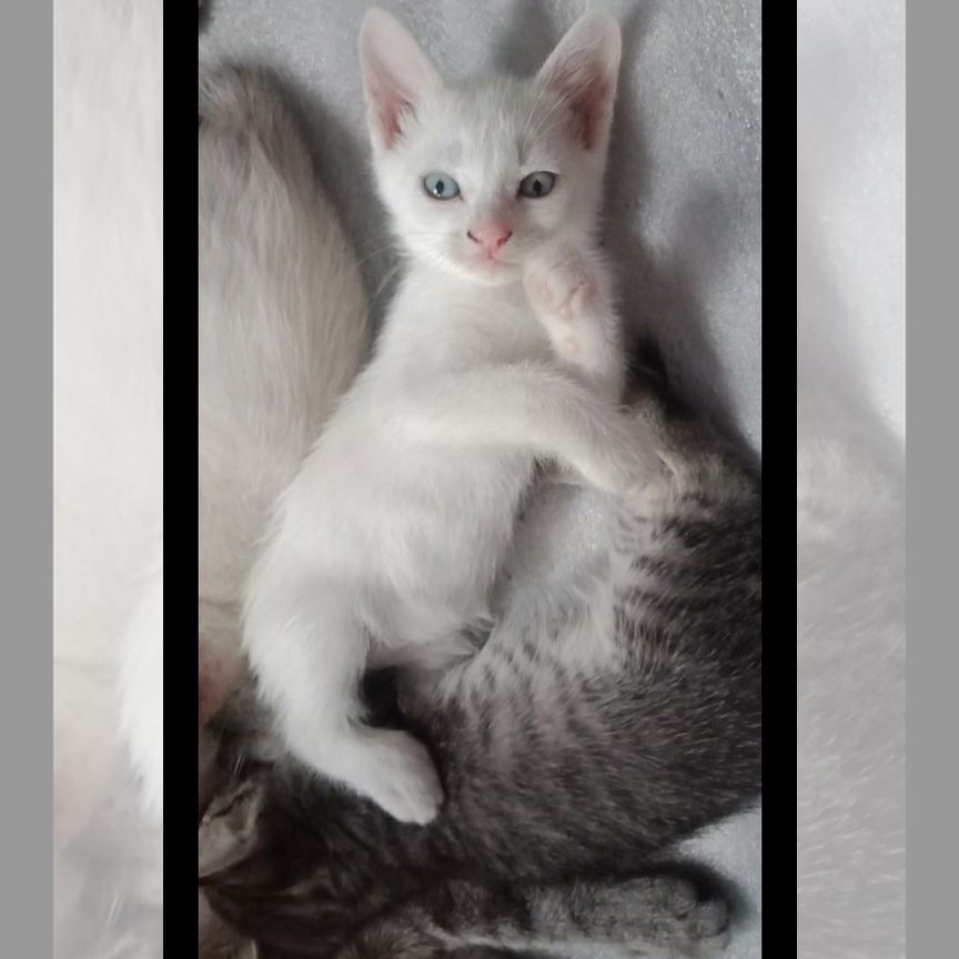 Балинезийский котёнок