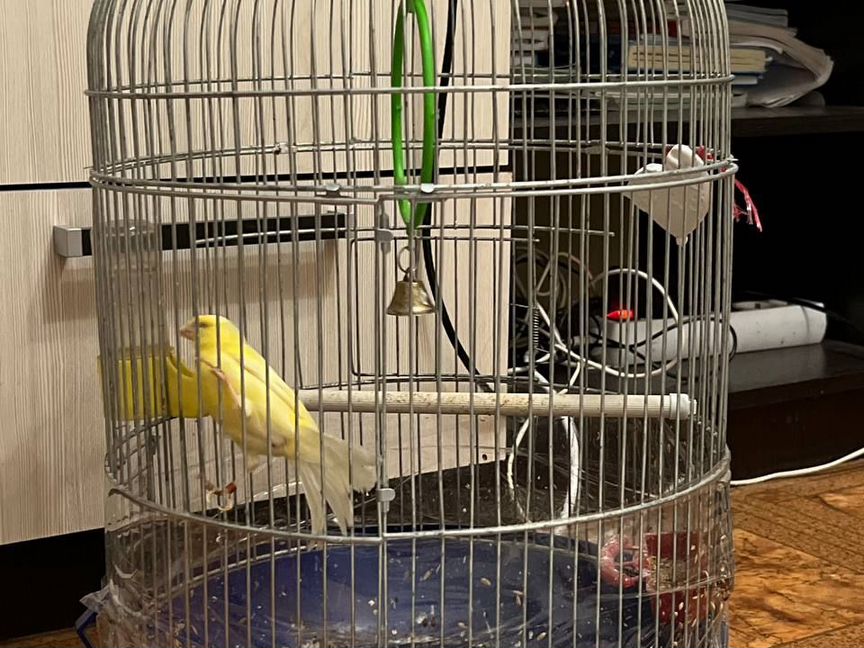 Продаю клетку с канарейкой,красиво поёт