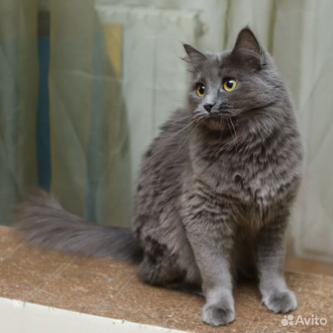 Кошка Матильда в добрые руки