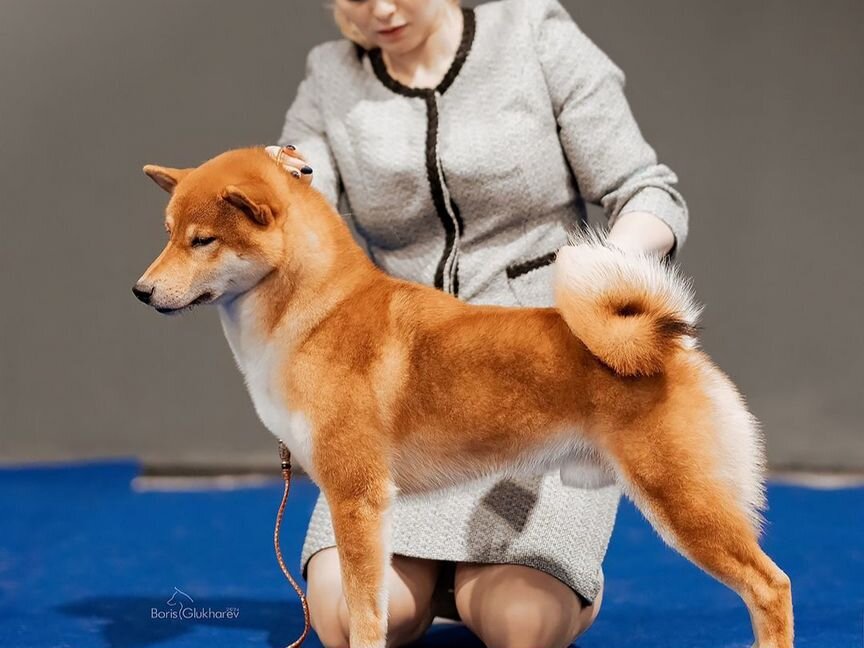 Сиба ину вязка чемпион