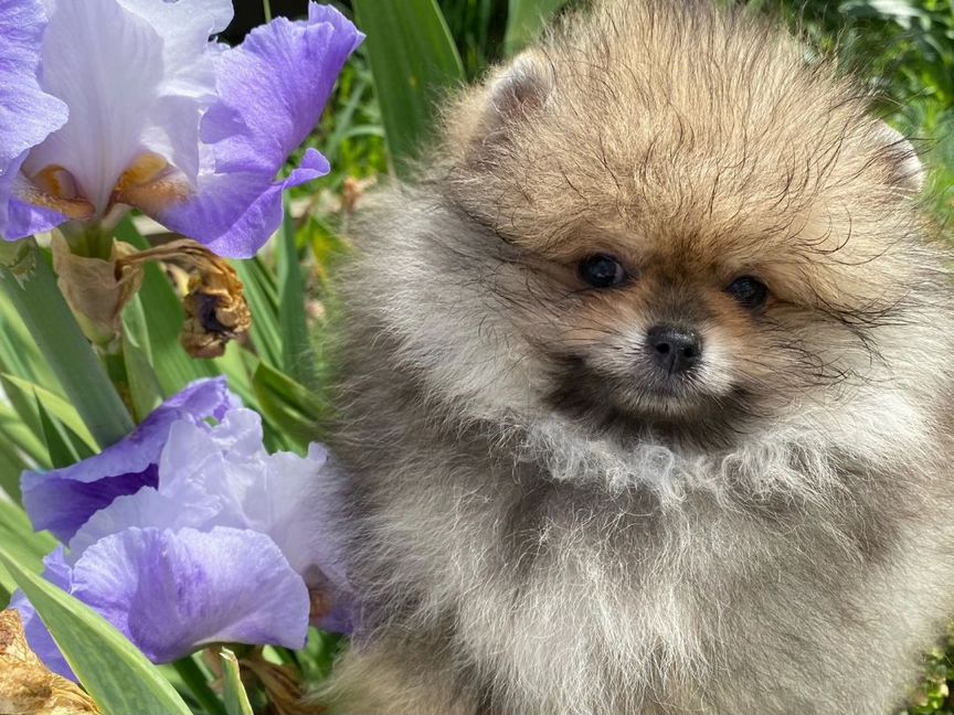 Померанский шпиц