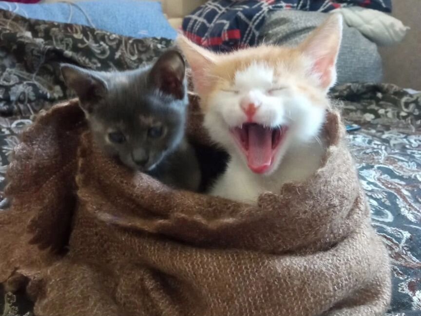 Котята из коробки