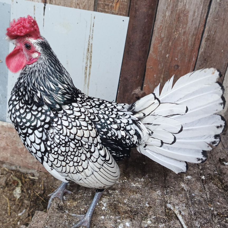 Петух сибрайт серебро