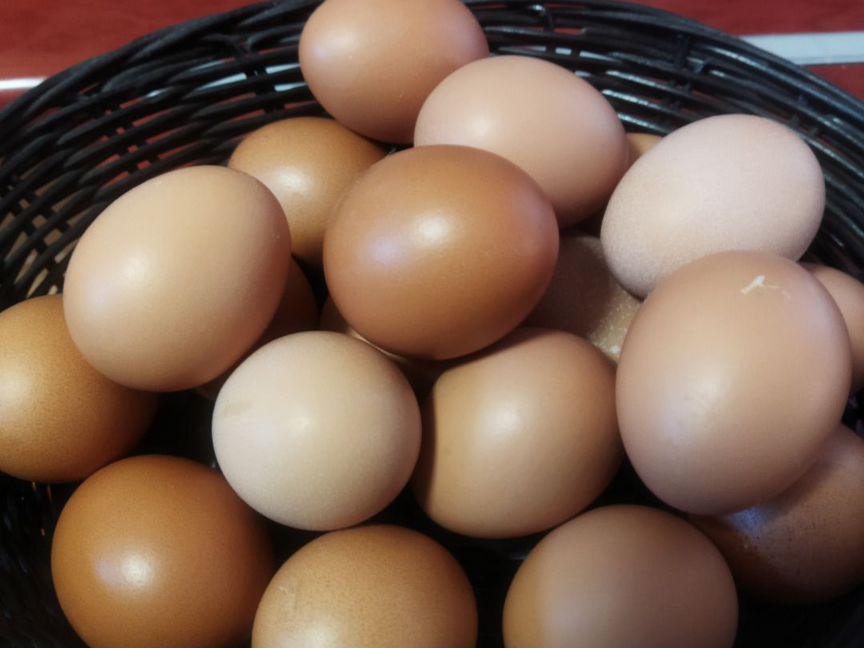 Яйцо домашней молодки