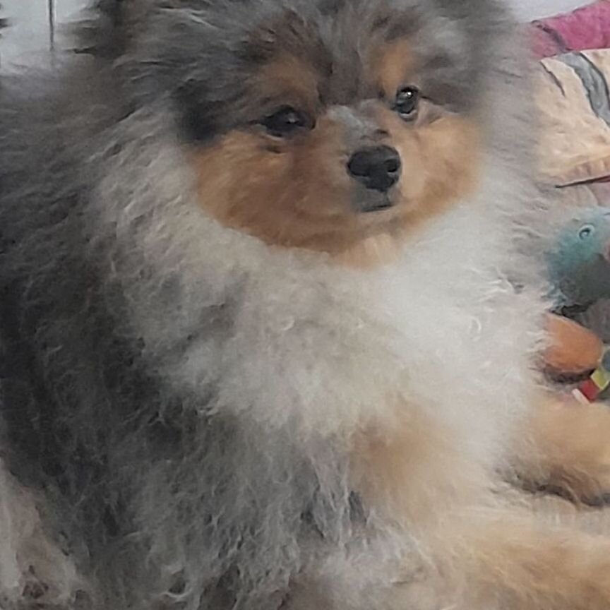 Померанский шпиц мини