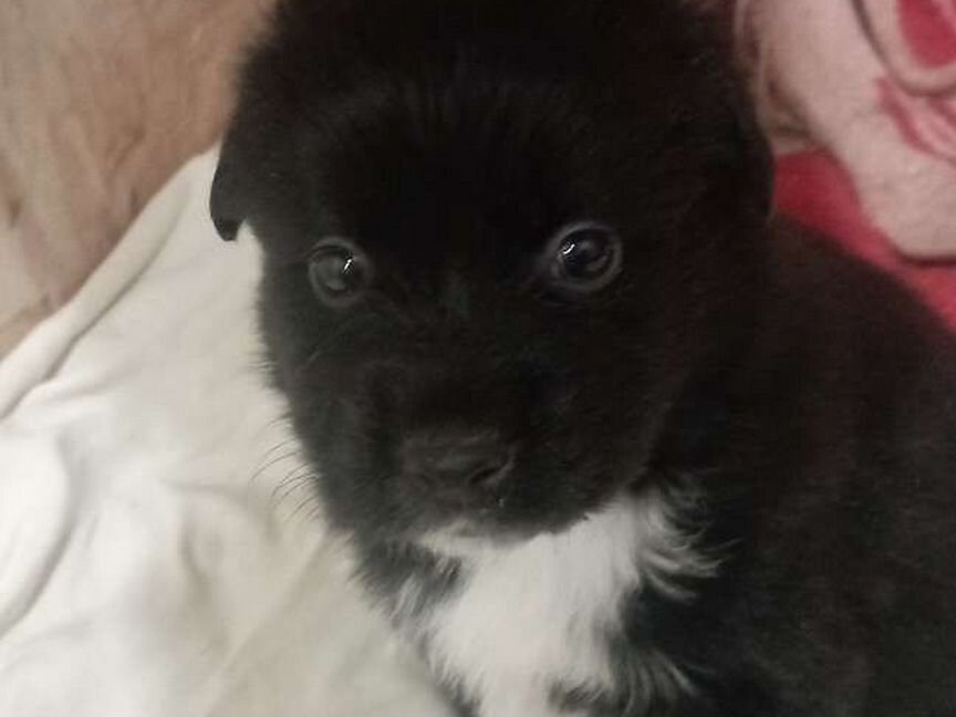 Щенки в добрые руки