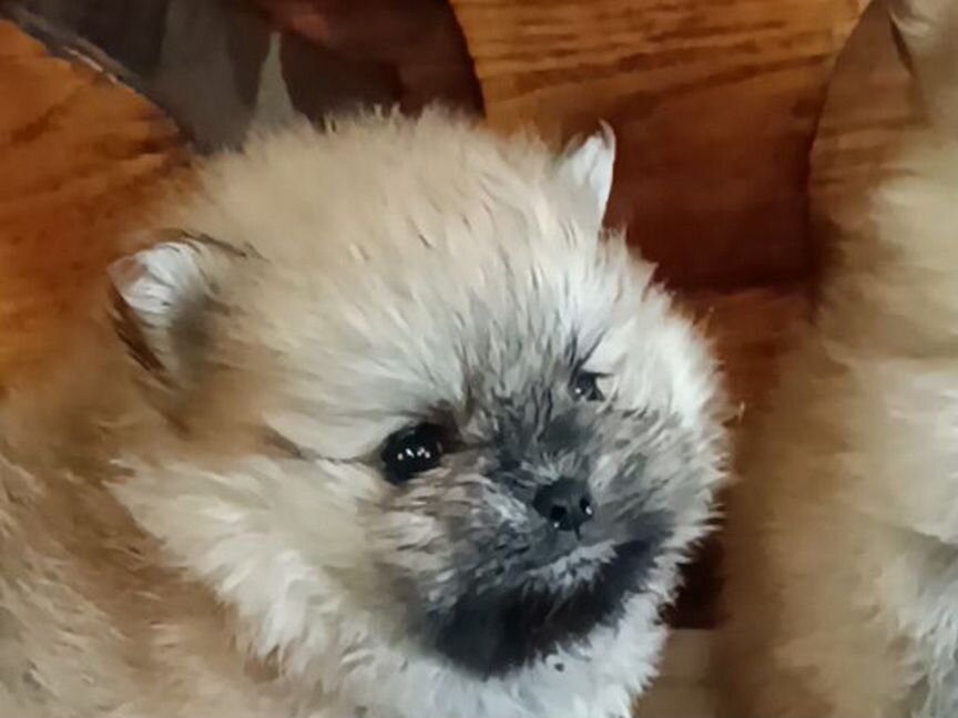 Медвежата померанцы, соболята