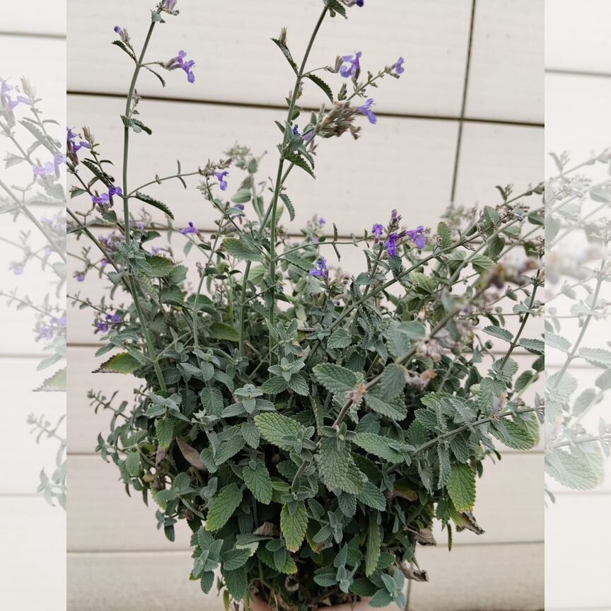 Кошачья мята - котовник