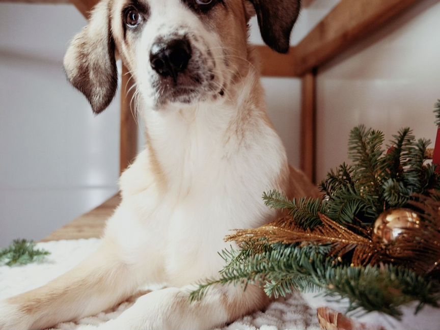 Щенок девочка