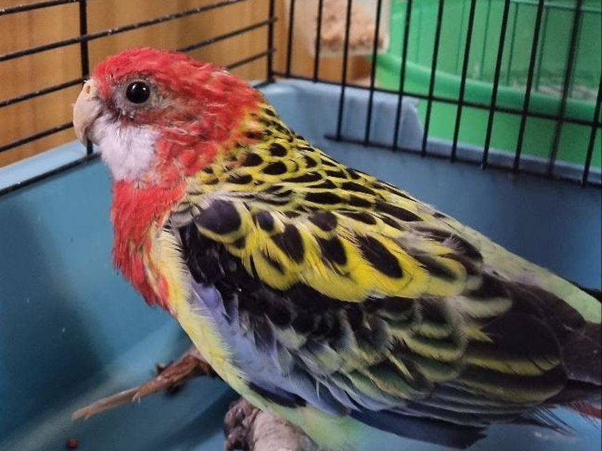 Попугай Розелла