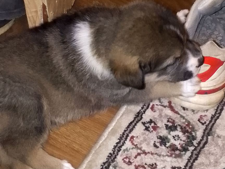 Отдам щенят