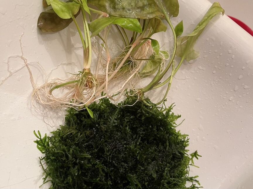 Растения в аквариум