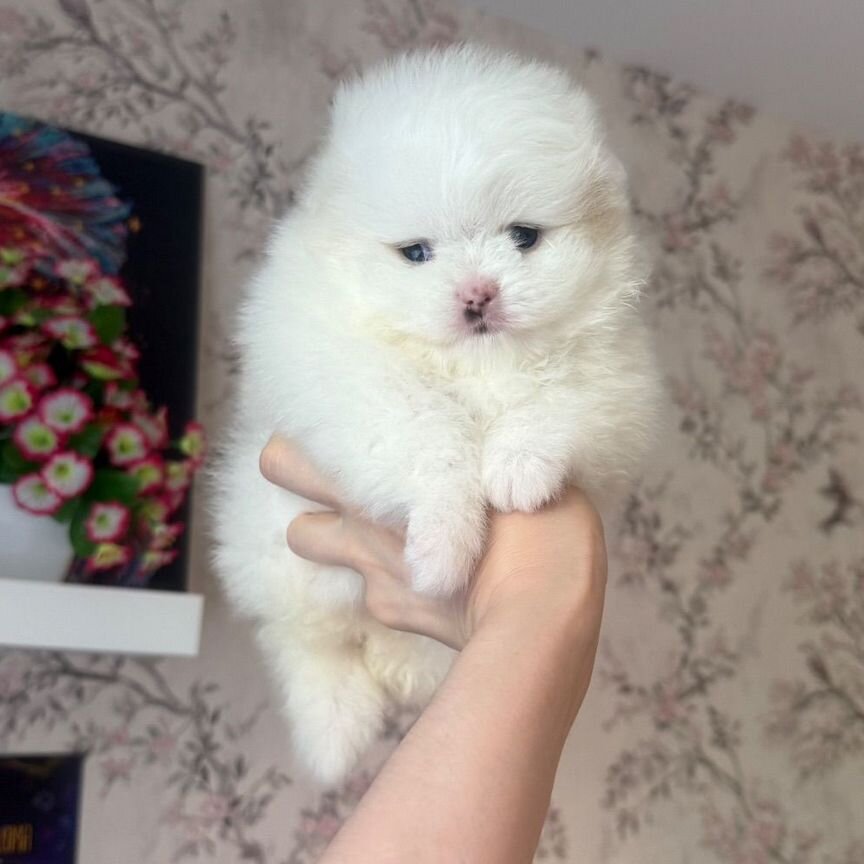 Померанский шпиц, щенок