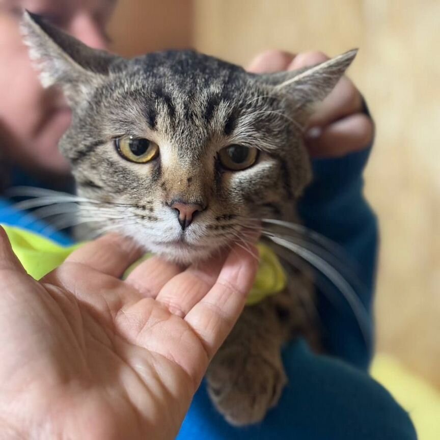 Кот в добрые руки