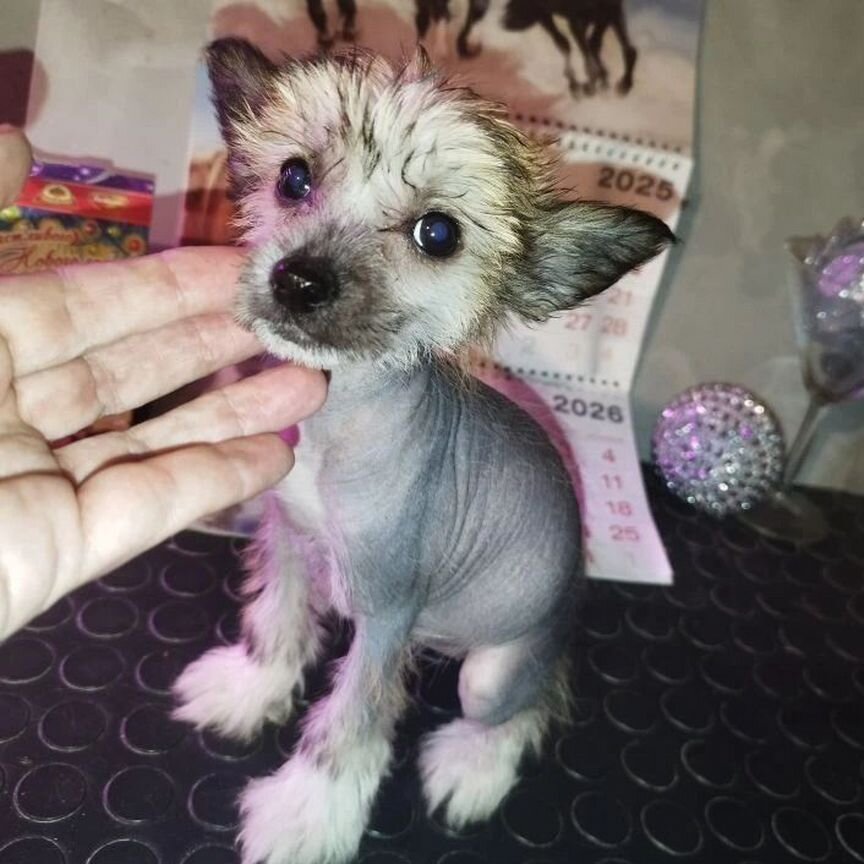 Китайская хохлатая, щенок