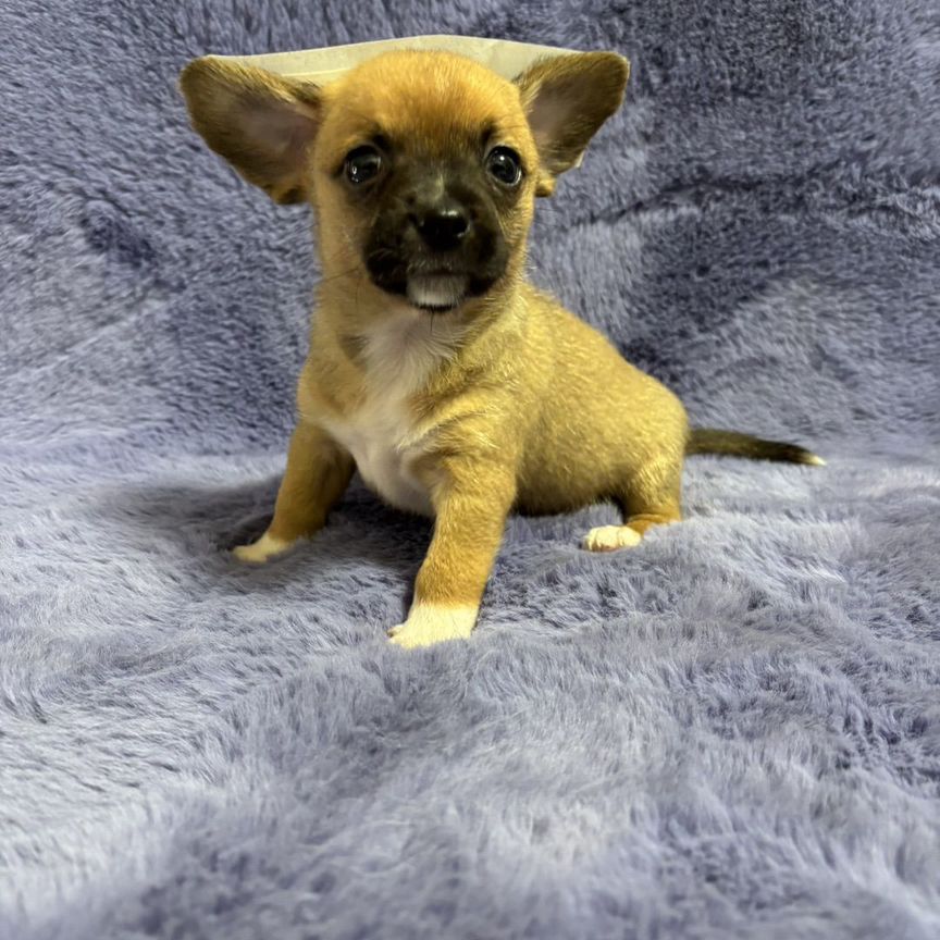 Чихуахуа мини