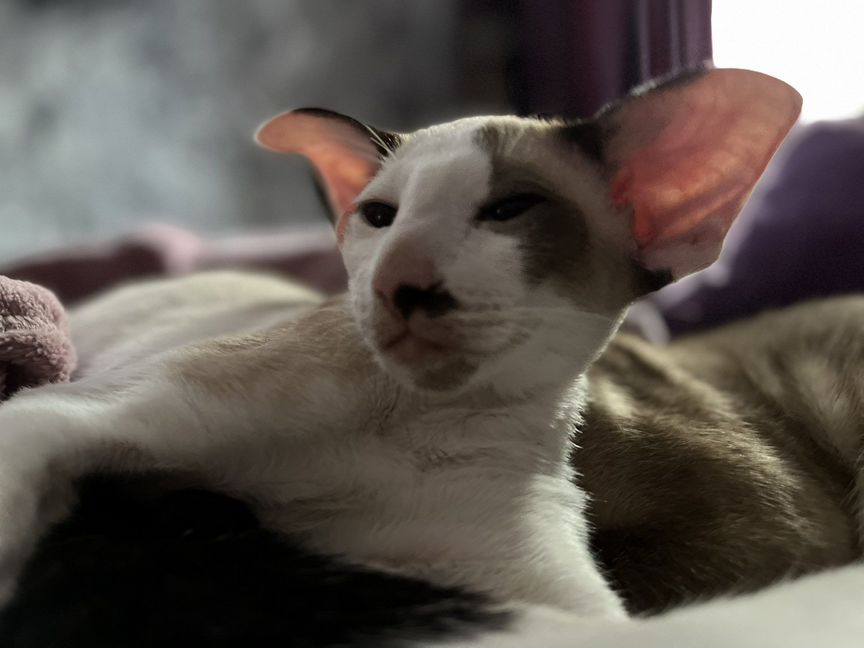 Ориентальная котенок