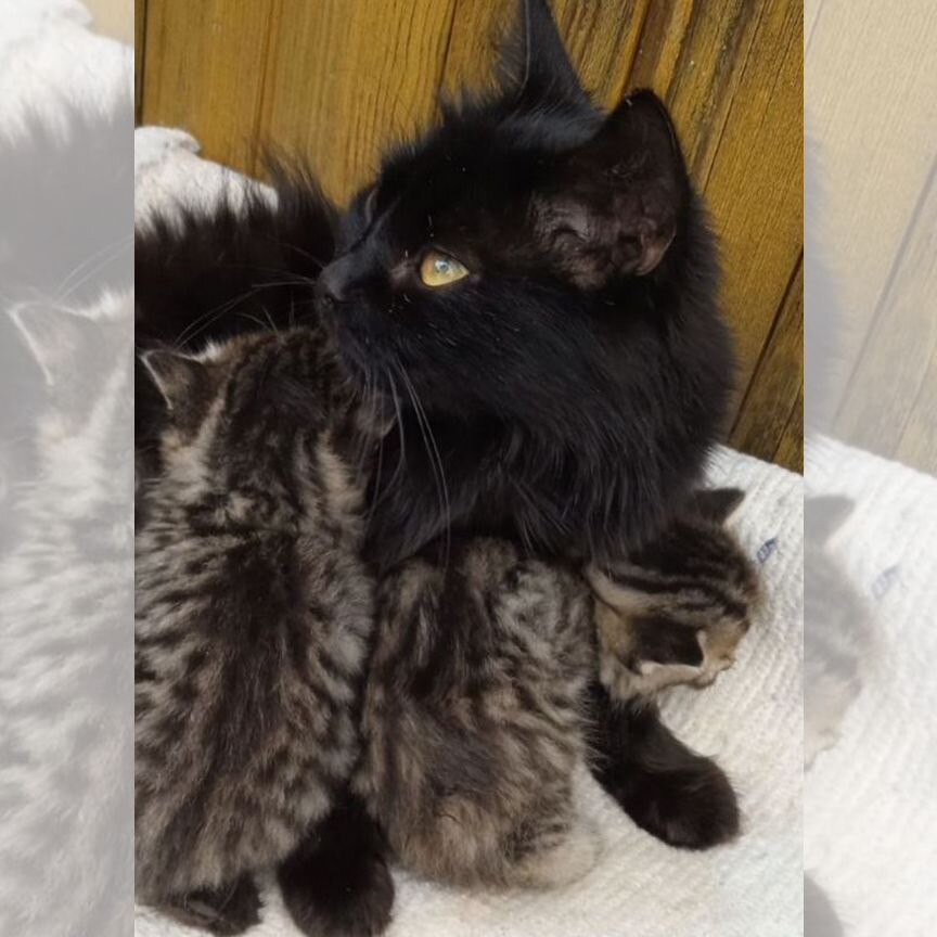 Отдам в добрые руки