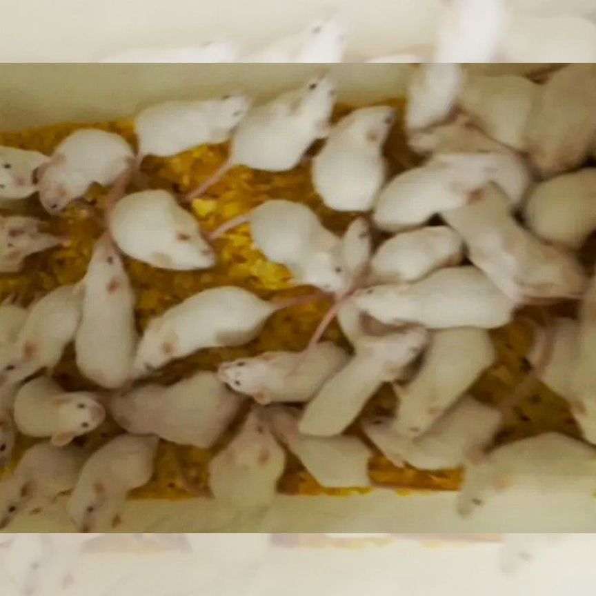 Кормовые мыши