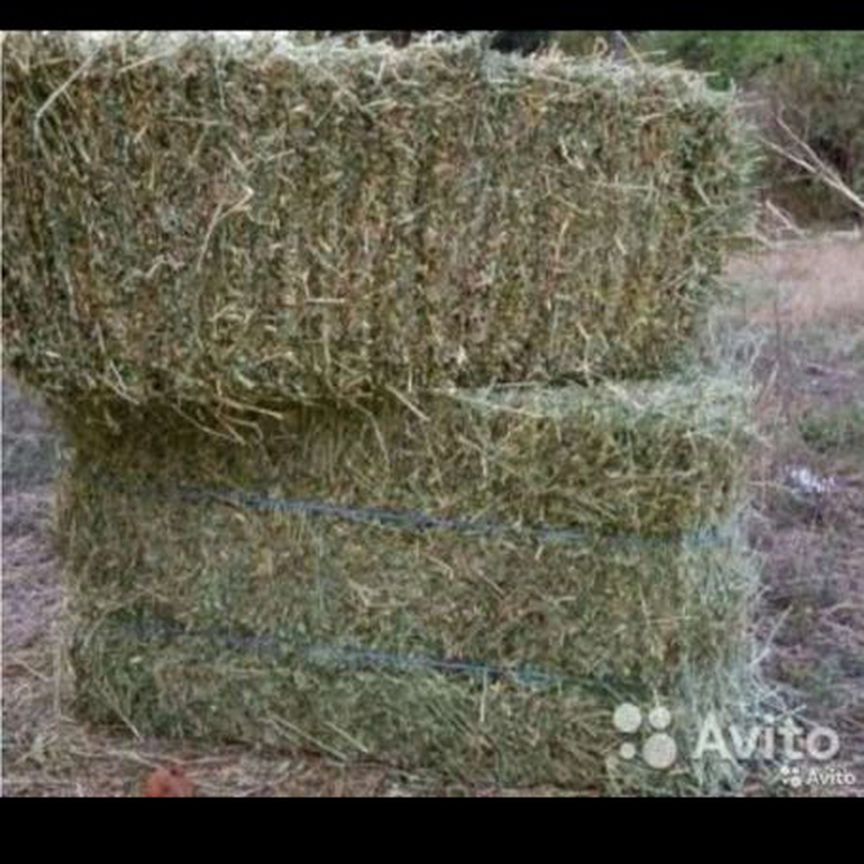 Сено лиманное