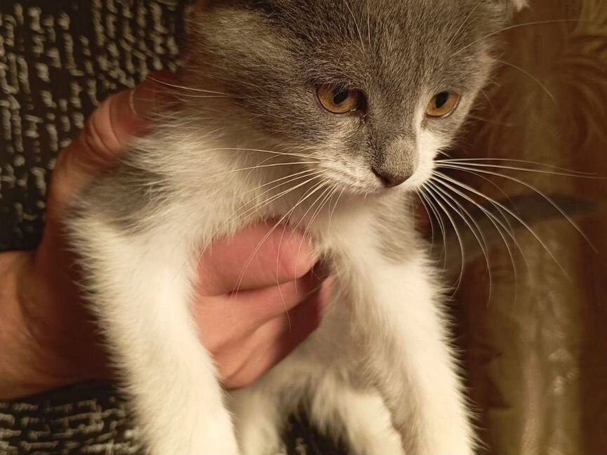 Кошки вислоухие