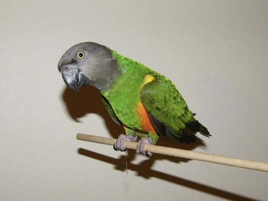 Ищем самку сенегальского попугая для самца)