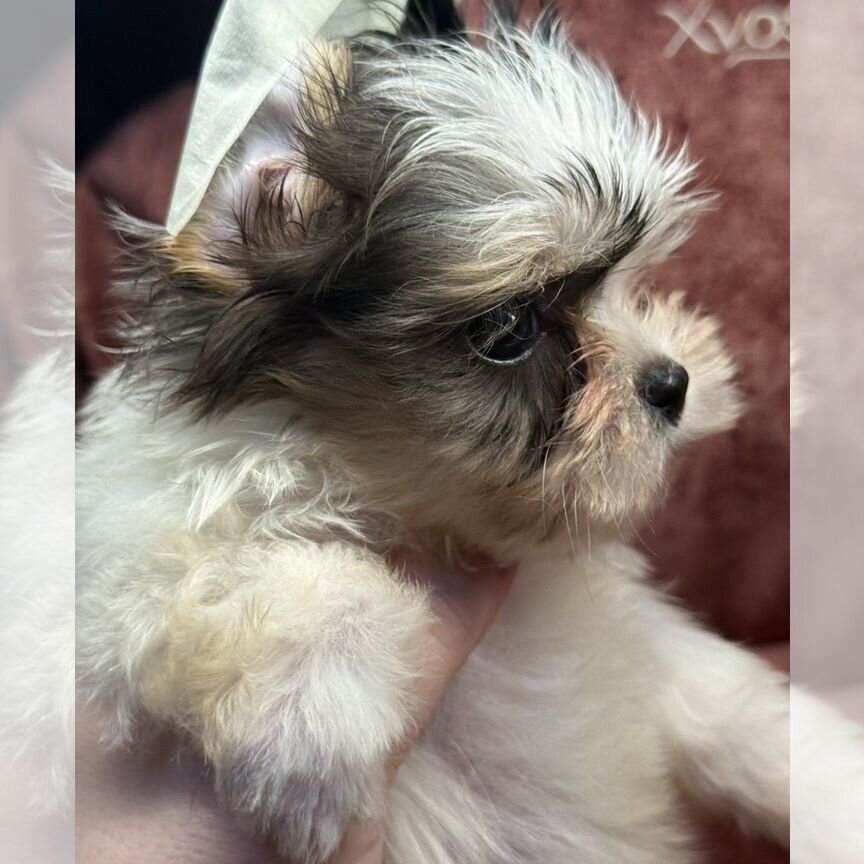 Бивер-йоркширский терьер, щенок