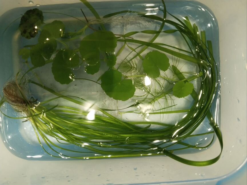 Аквариумные растения,4 вида