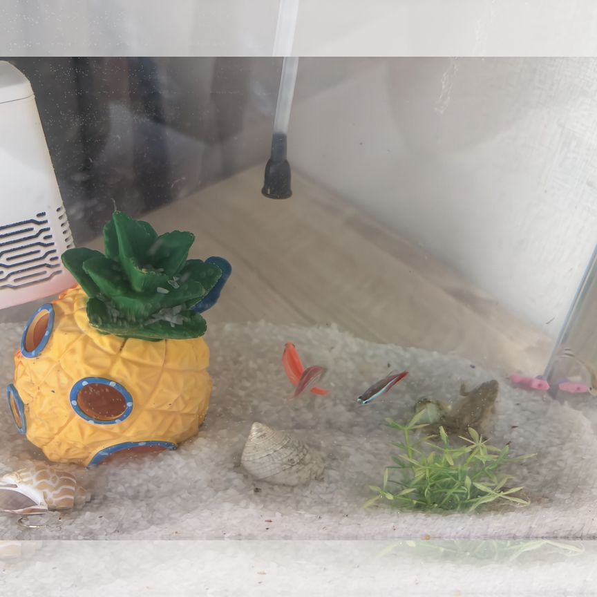 Аквариум с рыбками и лягушками