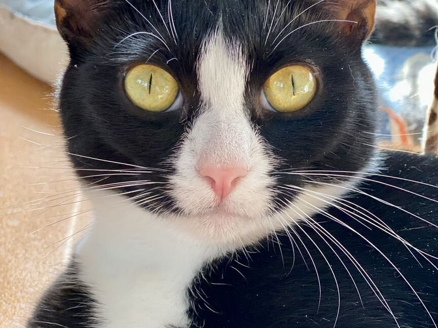 Кошка Куся с космическеии глазами